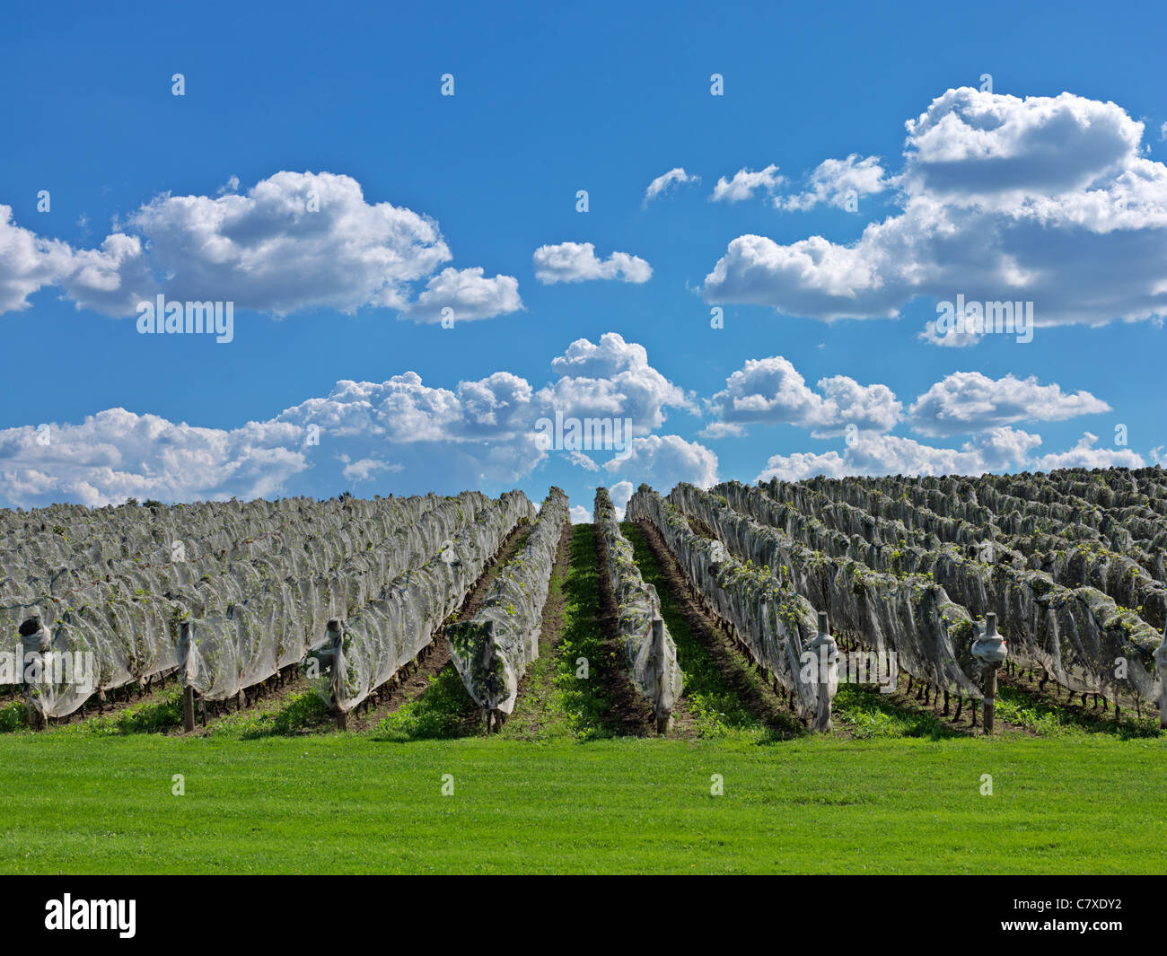 Beamsville ontario vineyard hi-res stock photography and images - Alamy