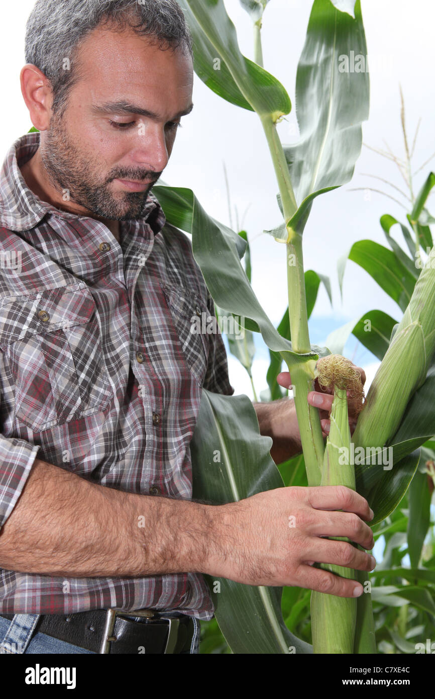 Farmer picking sweetcorn Stock Photo - Alamy