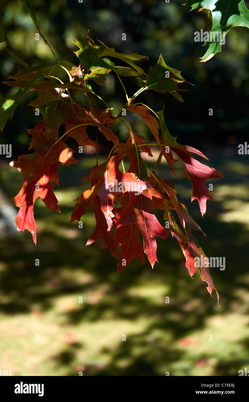 Autumnal leaves of a Red Oak (Quercus Rubra) also called the northern ...
