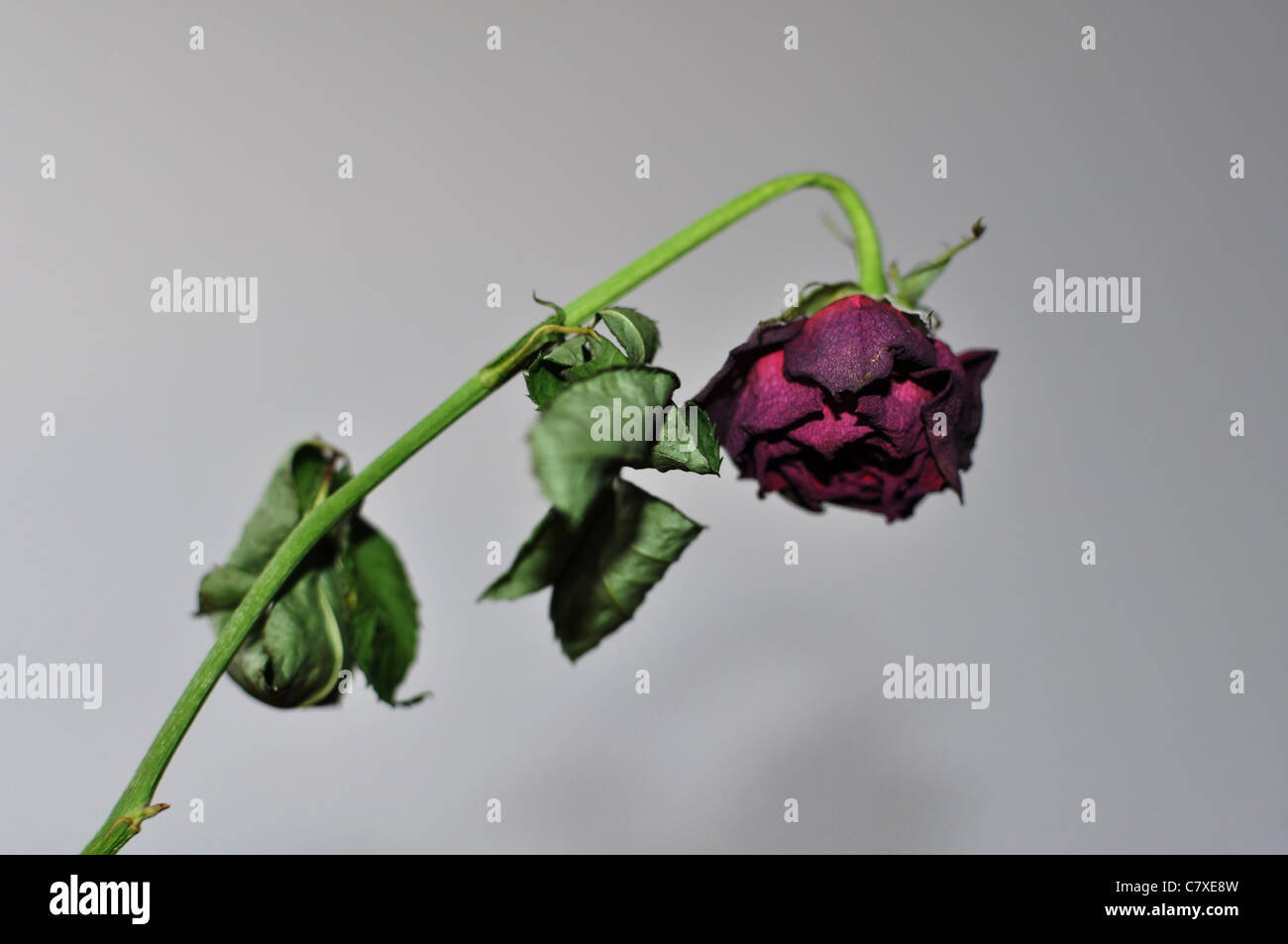 A withered red rose on a light grey background Stock Photo - Alamy