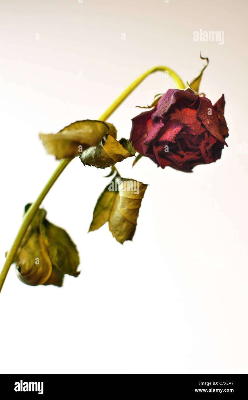 A withered red rose on a white background Stock Photo - Alamy
