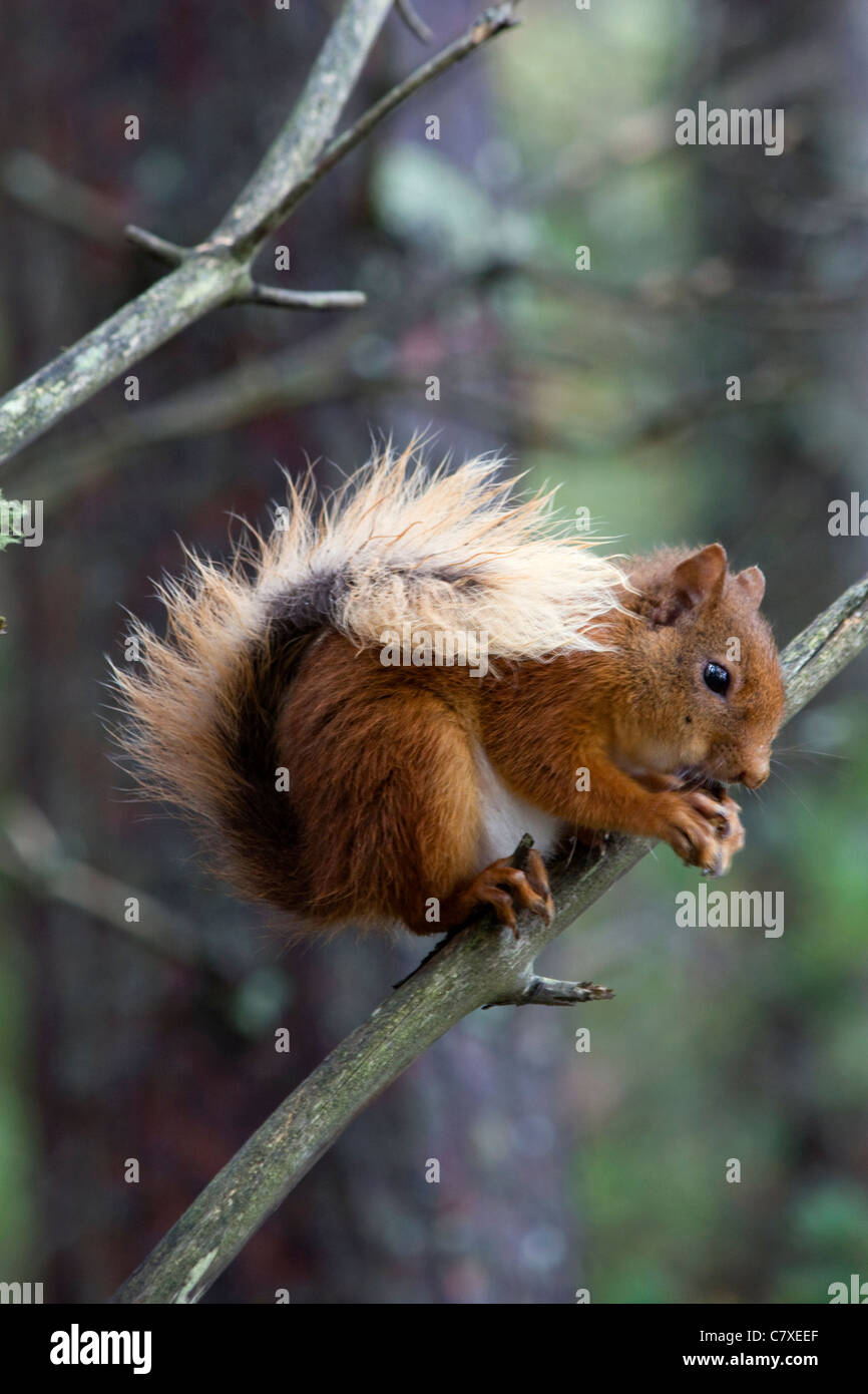 Red squirrel in scotland hi-res stock photography and images - Alamy