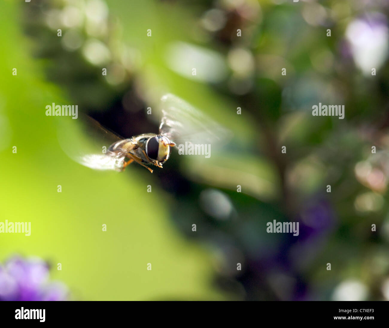 Bug flying hi-res stock photography and images - Alamy