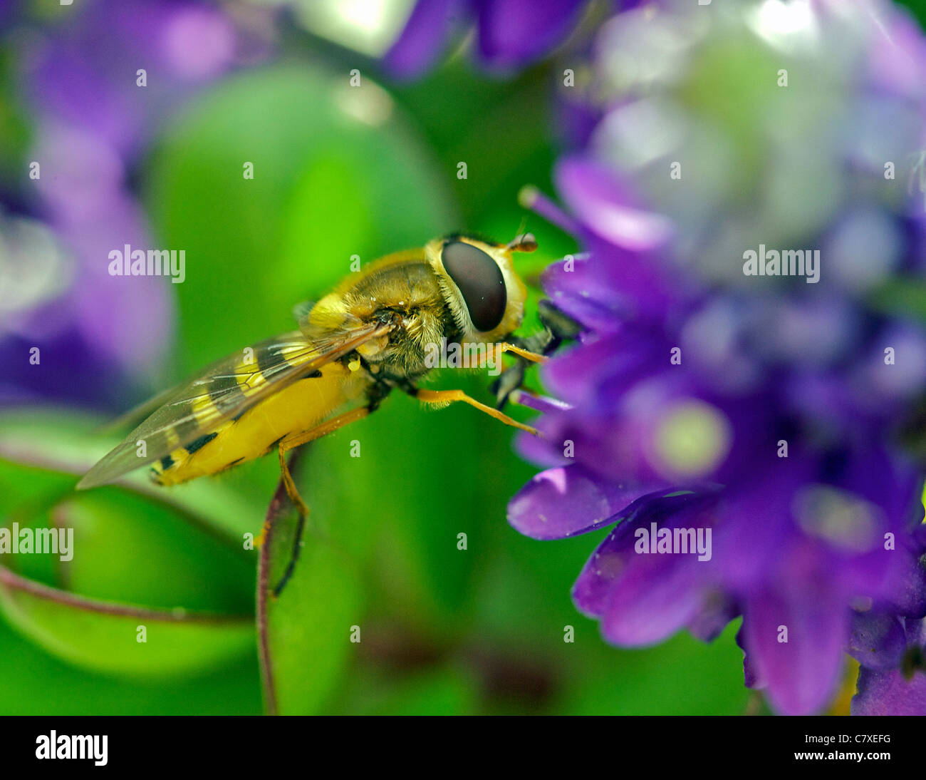 Bug flying hi-res stock photography and images - Alamy