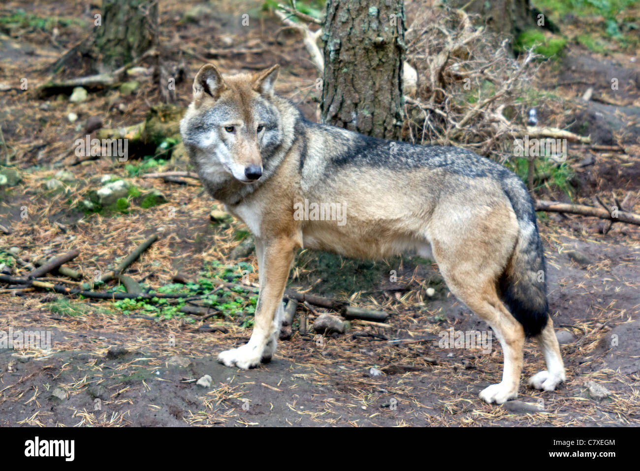 European Grey Wolf in Scotland UK Stock Photo - Alamy