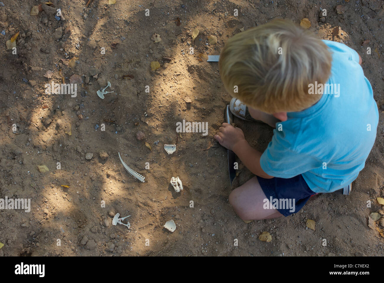 Paleontologist hi-res stock photography and images - Alamy