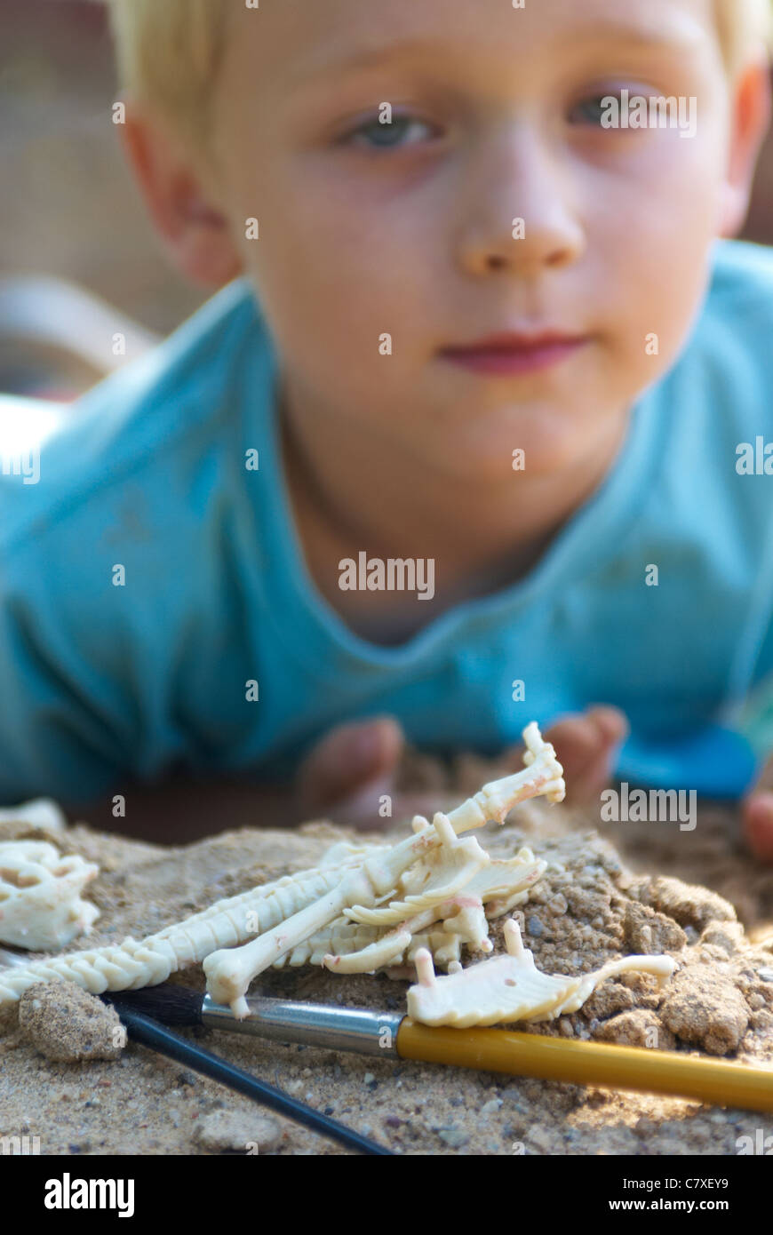 A Child Blond Boy Paleontologist Carefully Excavates bones of dinosaur ...