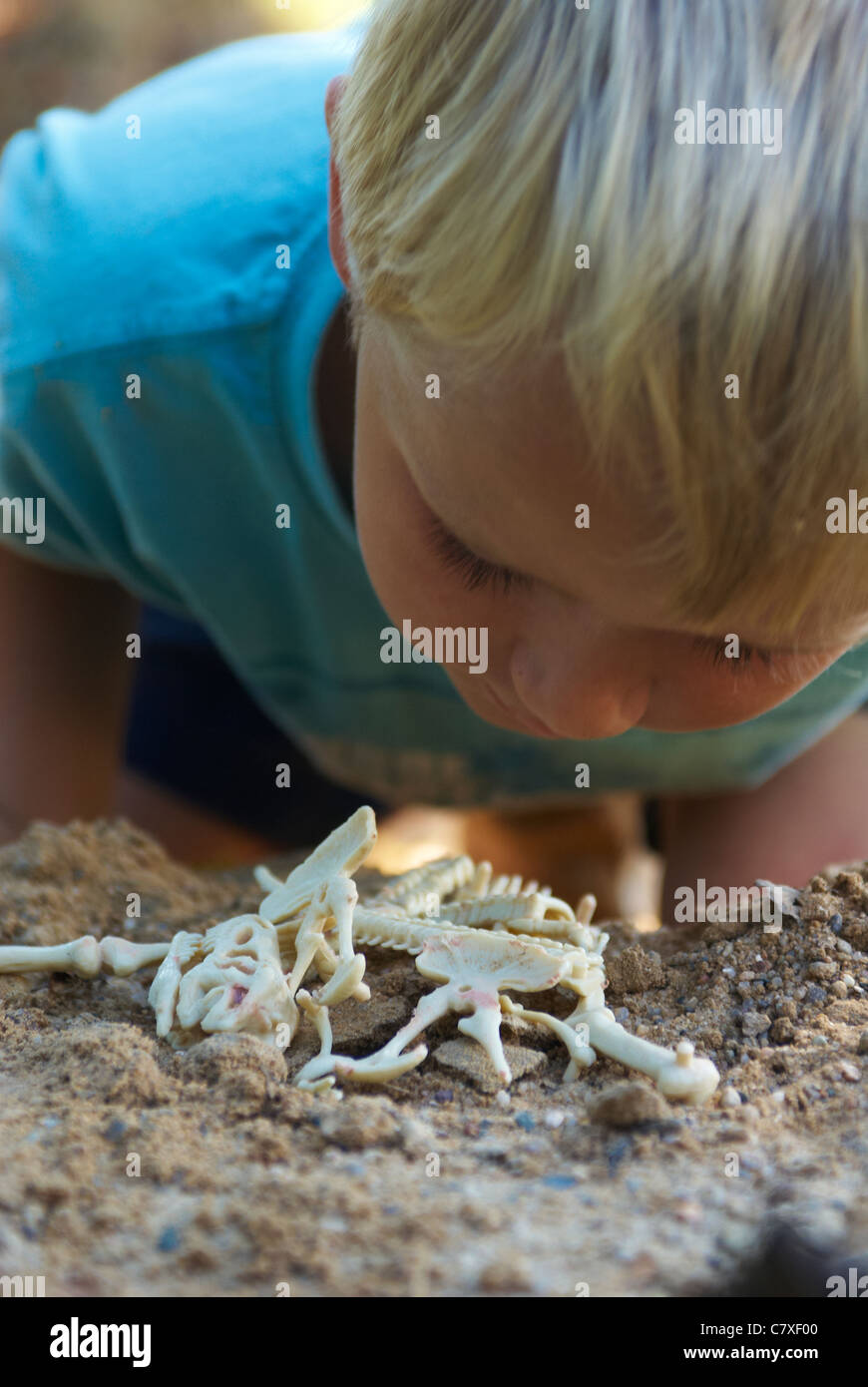 A Child Blond Boy Paleontologist Carefully Excavates bones of dinosaur ...