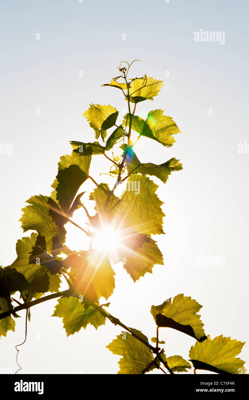 Grow grape vine hi-res stock photography and images - Alamy