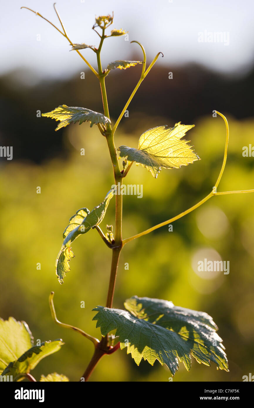 How to grow grape hi-res stock photography and images - Alamy