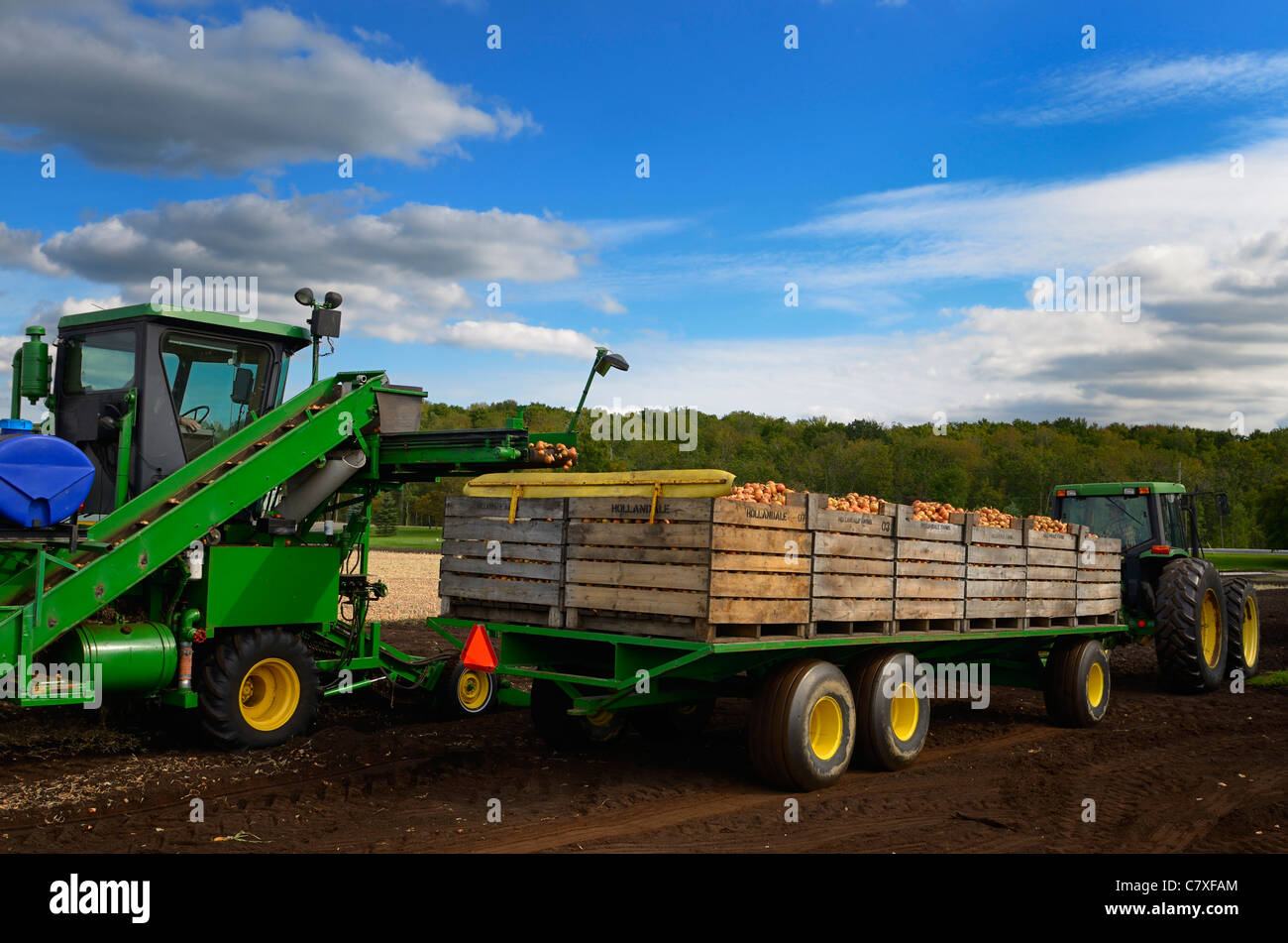 Onion harvester finishing loading up bins on a flatbed tractor at ...