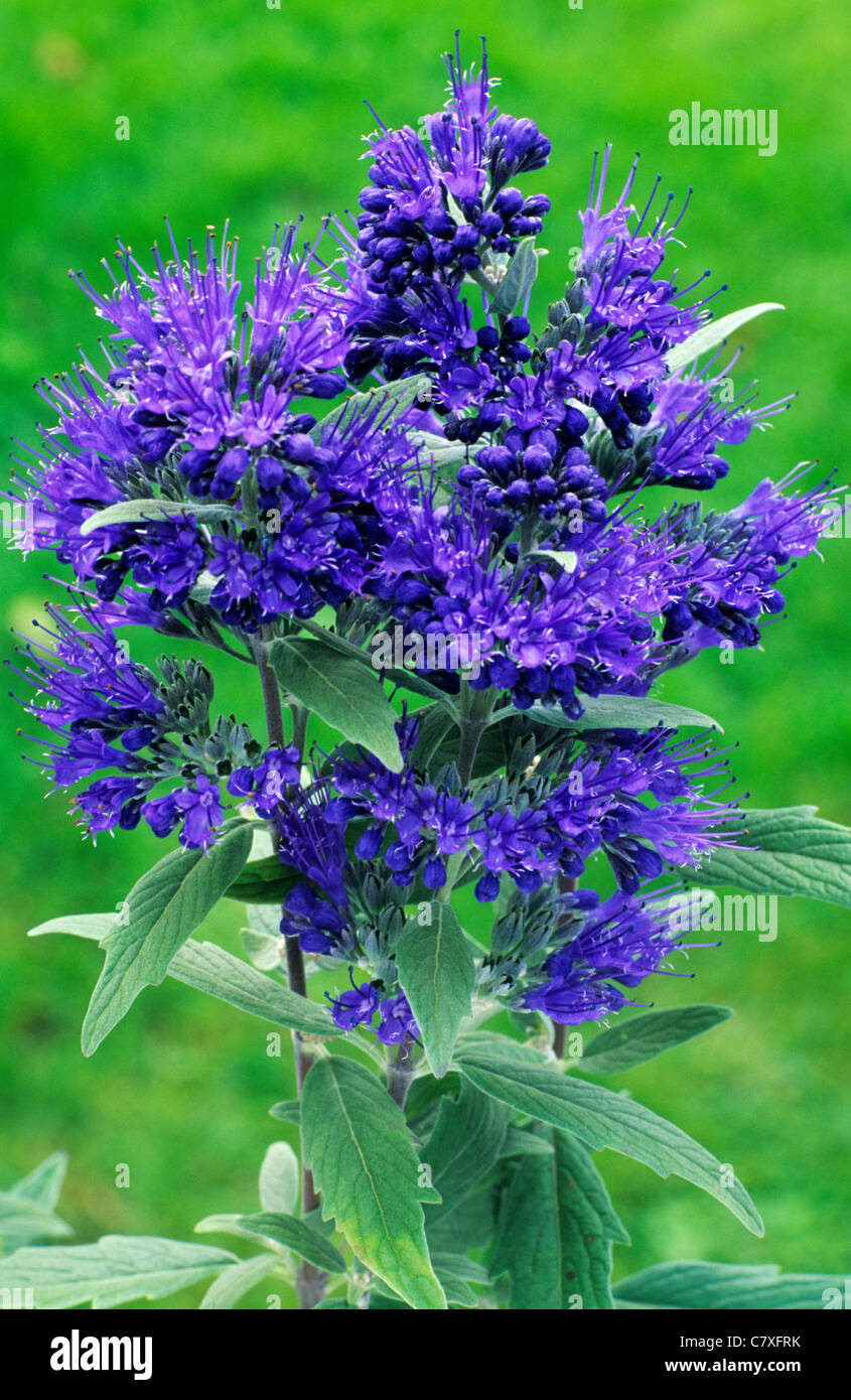 Caryopteris x clandonensis 'Dark Night' garden plant plants blue flower ...