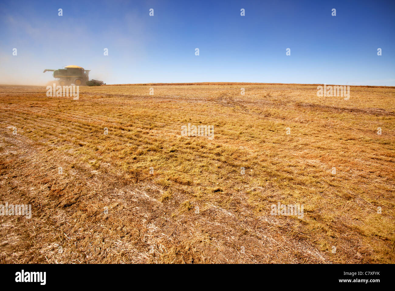 Lentils field hi-res stock photography and images - Alamy