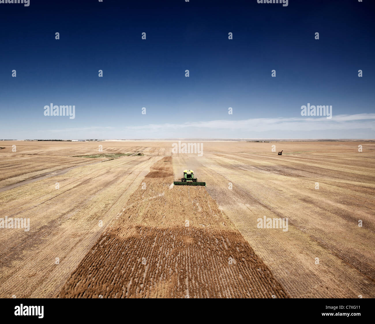 A group of harvesters on the open prairie combining lentils Stock Photo ...