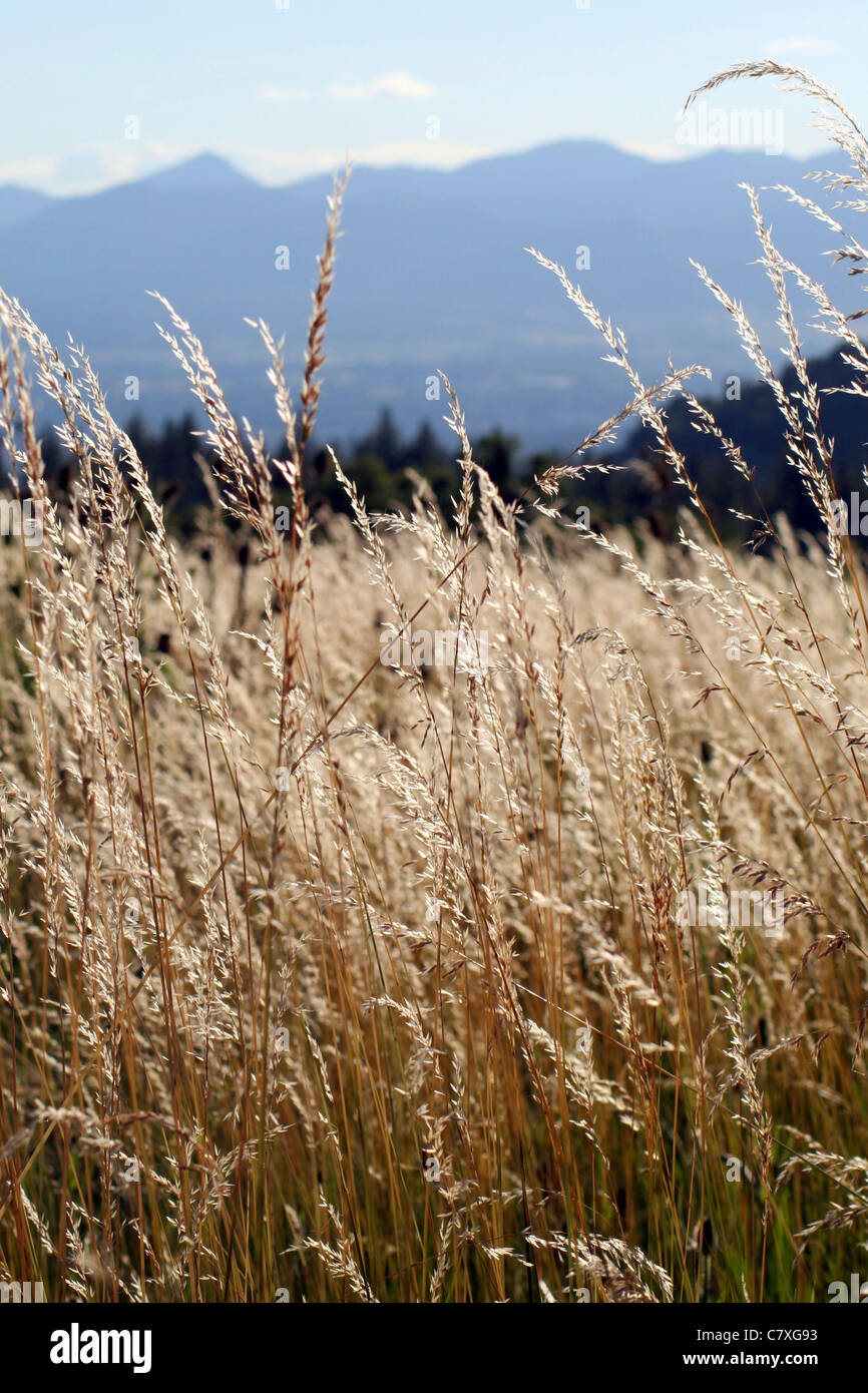 Tall stems of grass in the foreground with Mountains and sky in the ...