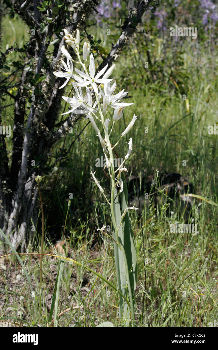 White camas hi-res stock photography and images - Alamy