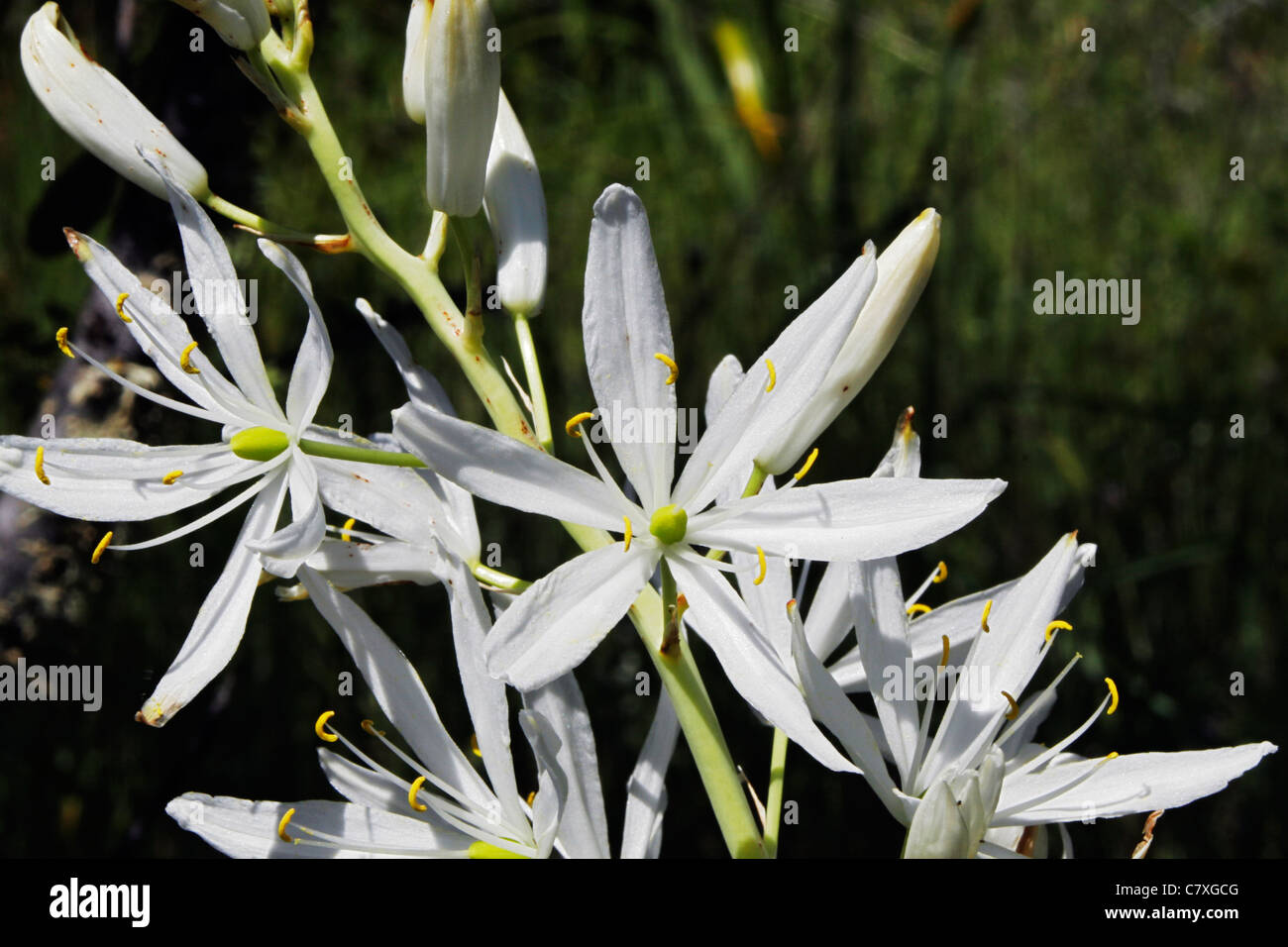 White Camas (Camassia leichtlinii leichtlinii Stock Photo - Alamy
