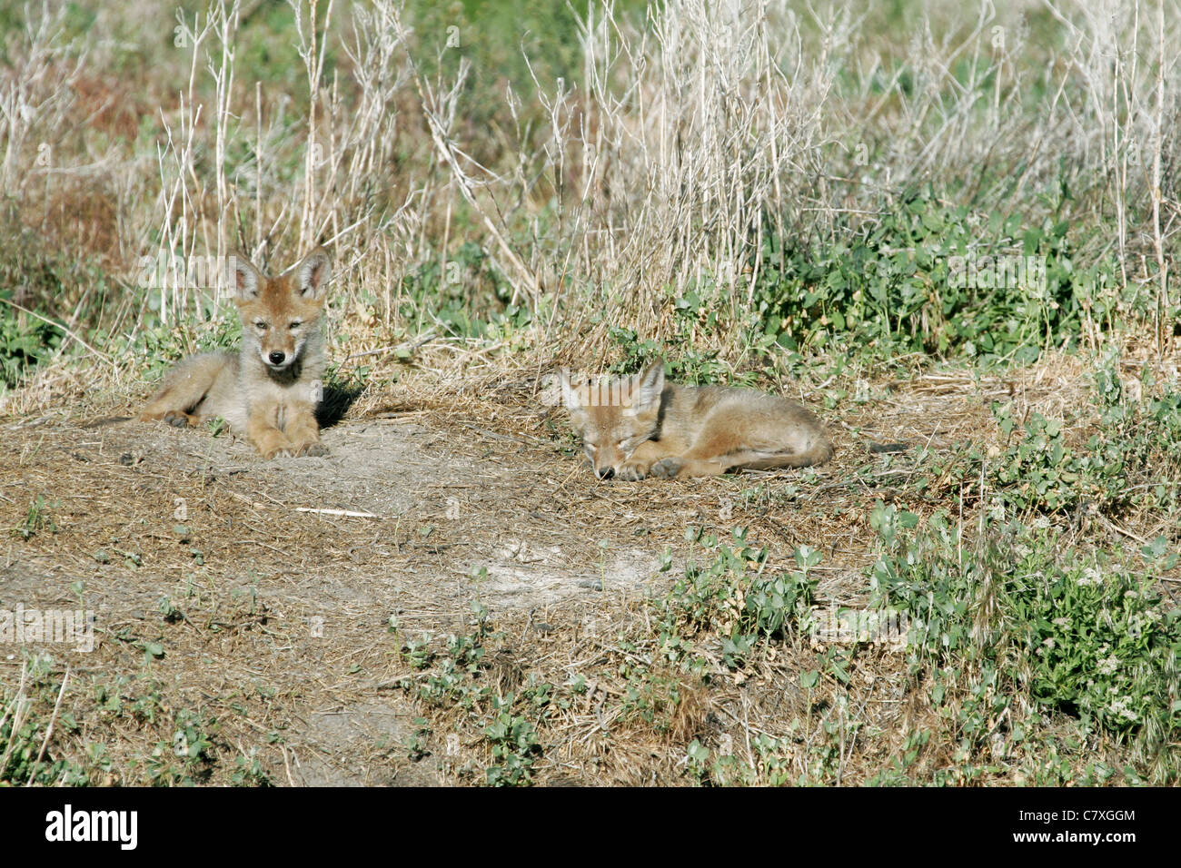 Two Coyote pups laying in the sun, one is making eye contact with the ...