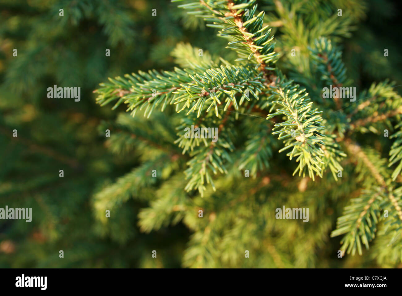Plenty of space for copy hi-res stock photography and images - Alamy