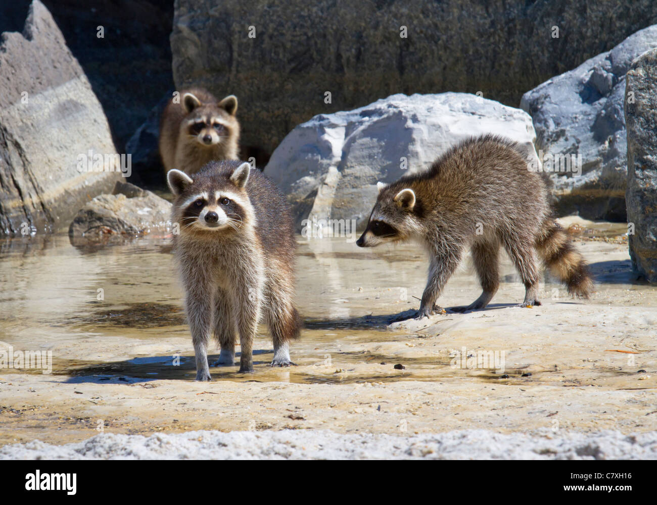 A family of North American raccoons (Procyon lotor) near their den at a ...