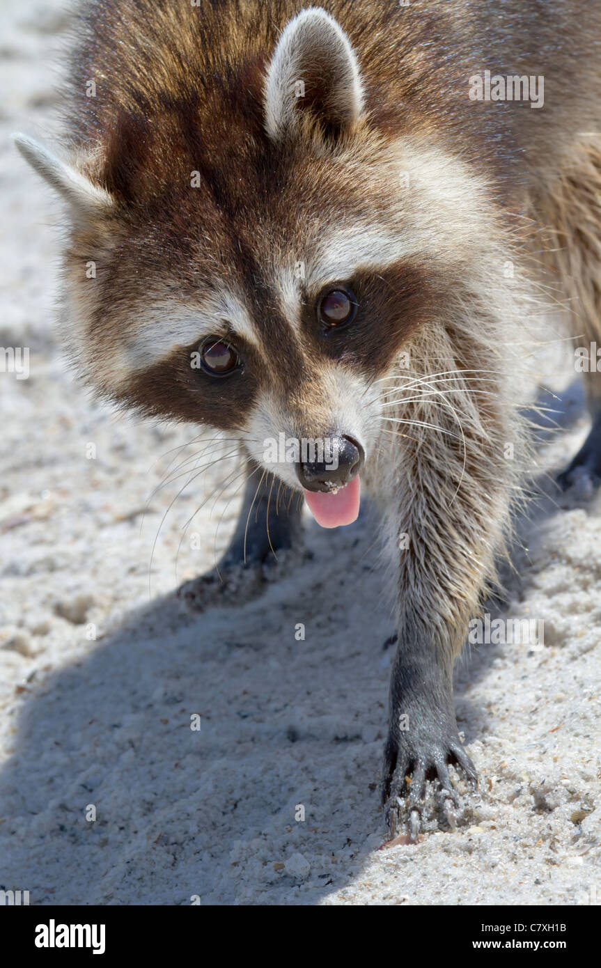 Raccoon face hi-res stock photography and images - Alamy