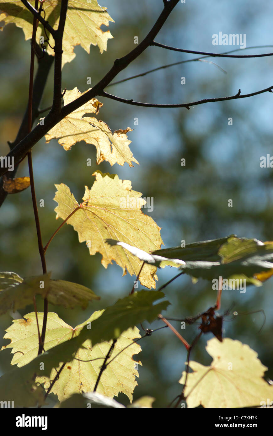 Beginning of fall hi-res stock photography and images - Alamy