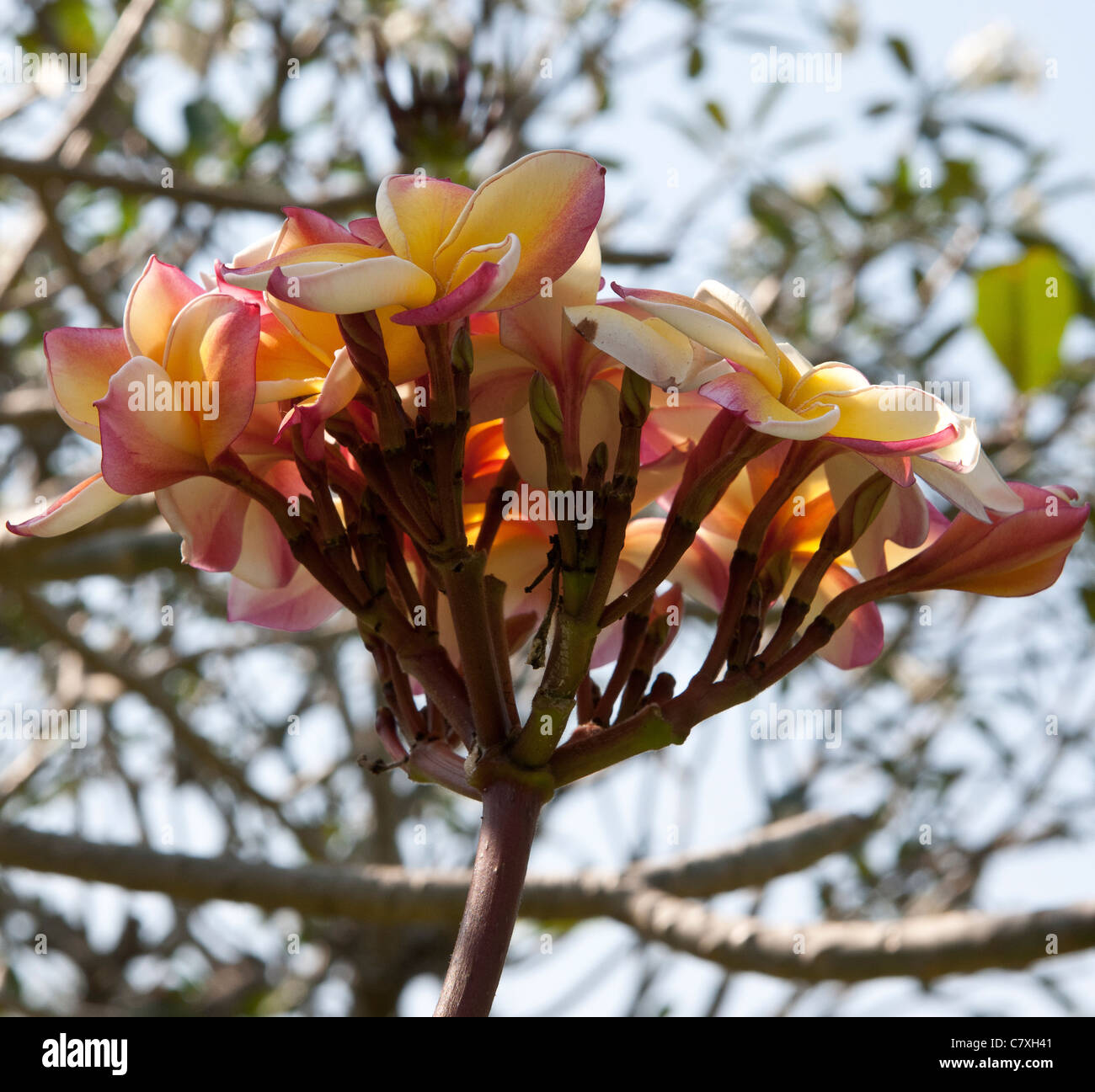 Flower Growing in Tree Stock Photo - Alamy