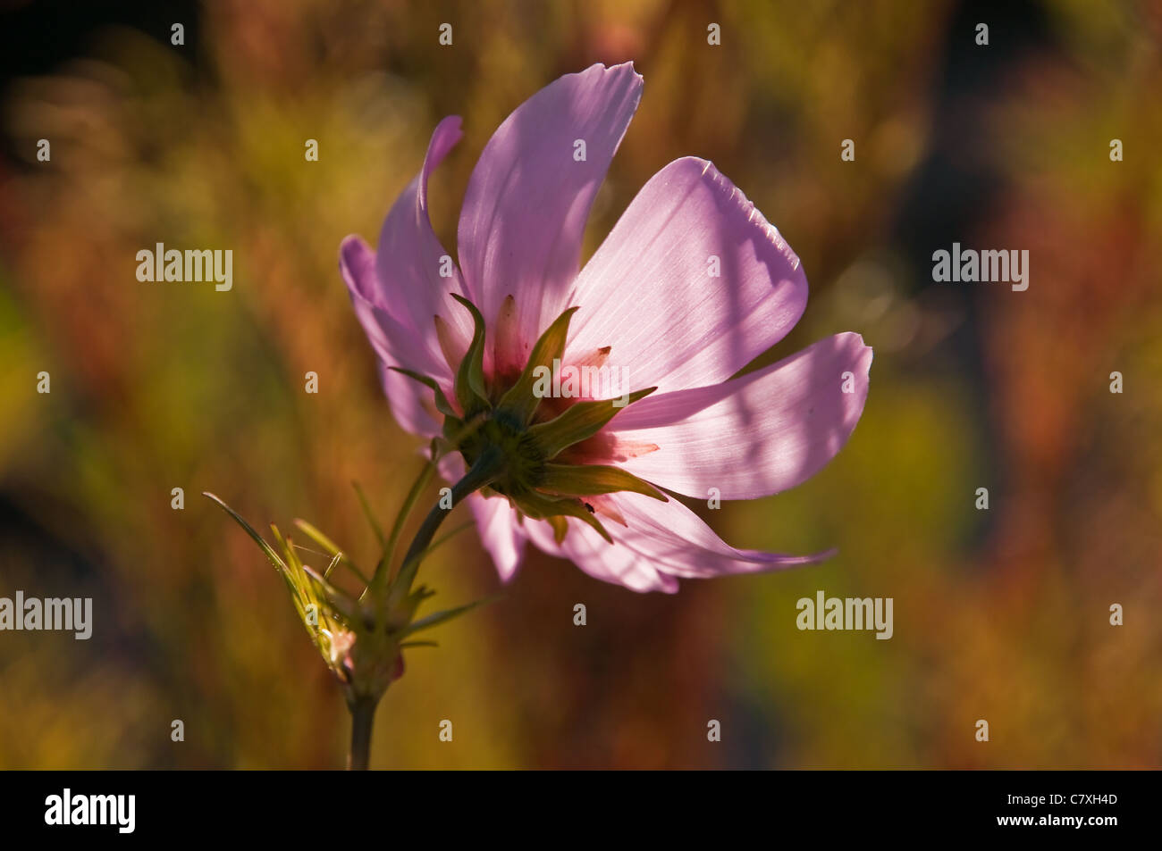 Magenta cosmos hi-res stock photography and images - Alamy