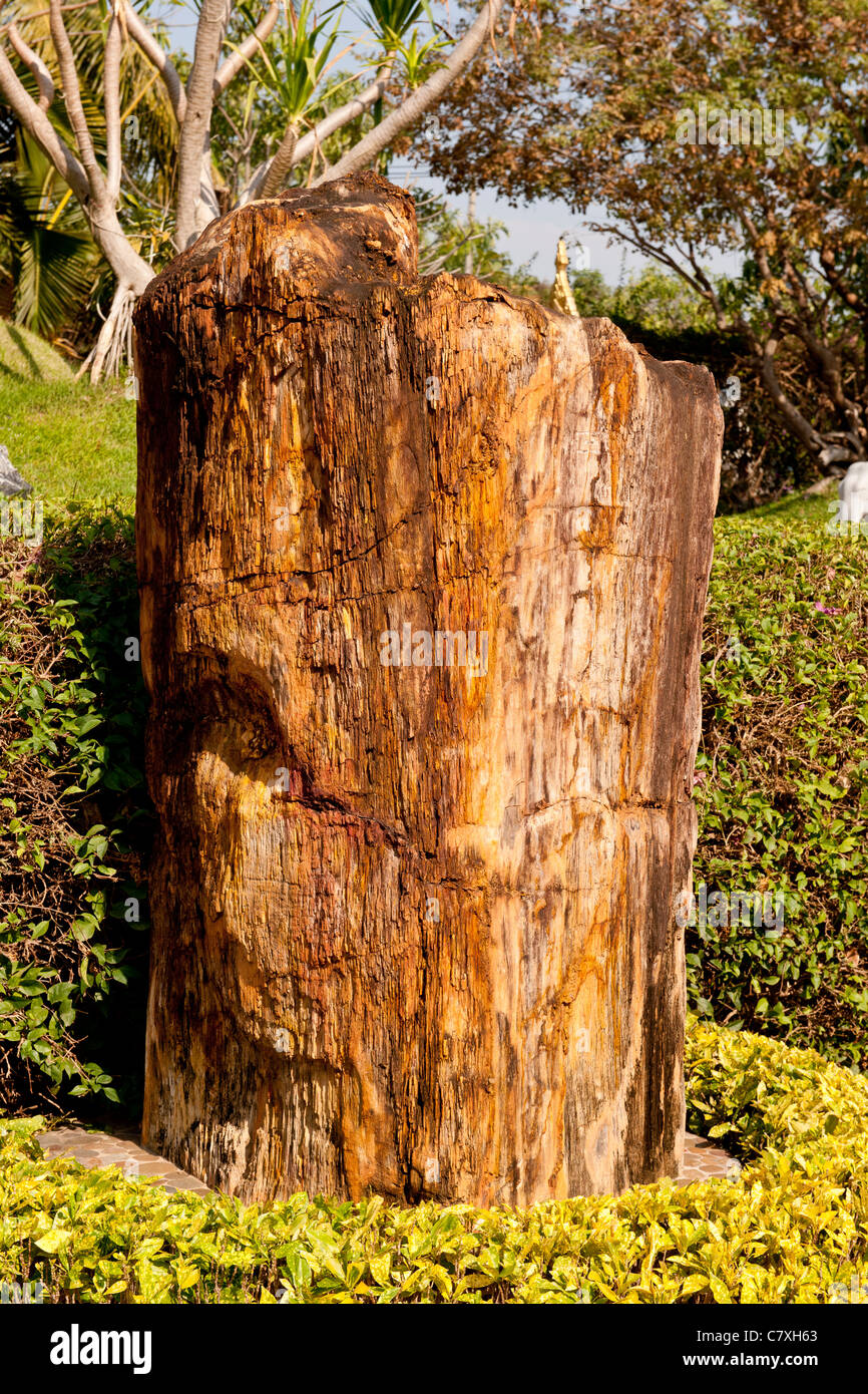 Ancient Petrified Tree Trunk Stock Photo - Alamy