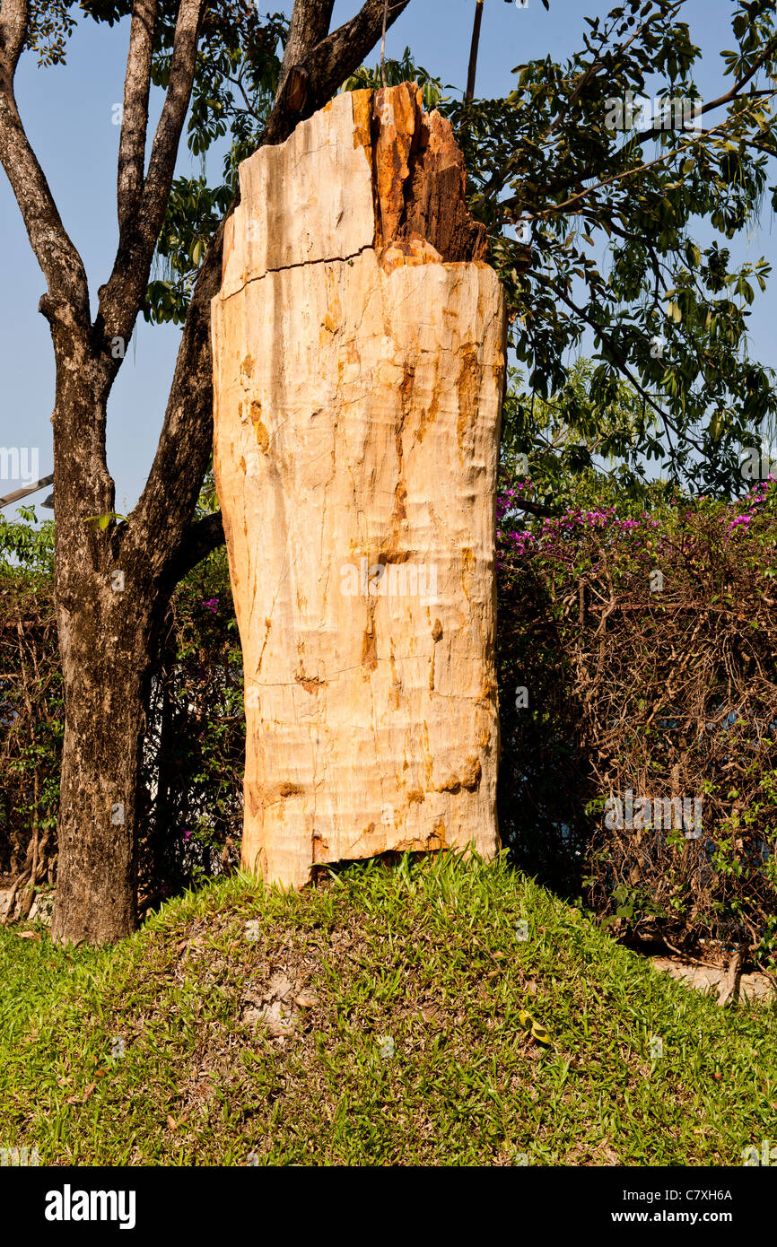 Ancient Petrified Tree Trunk Stock Photo - Alamy