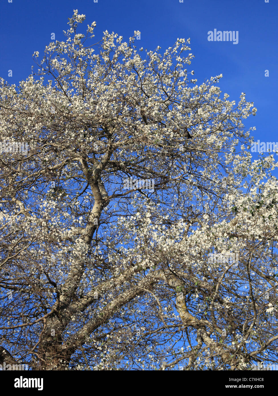 Tree maple and wind under blue sky Stock Photo - Alamy