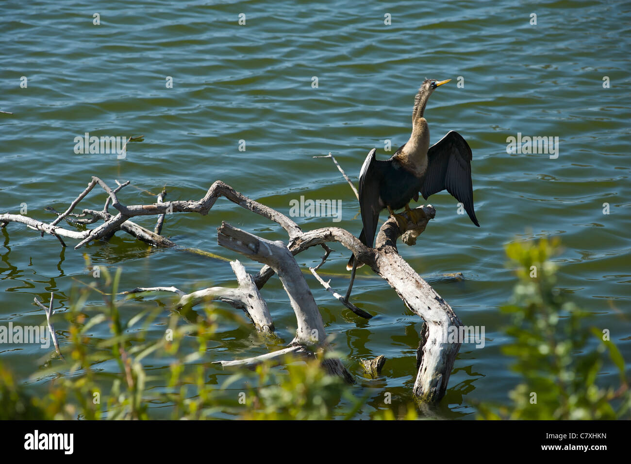 Venice florida rookery hi-res stock photography and images - Alamy