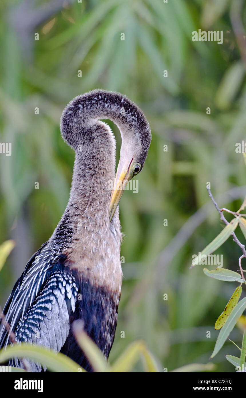 Portrait of an Anhinga Preening Stock Photo - Alamy