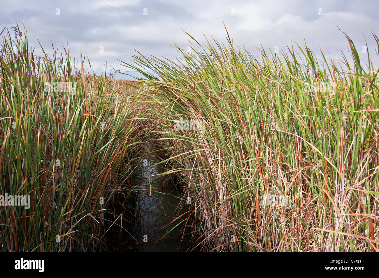 Tall grasses and cattails line a water channel along a path at the New ...