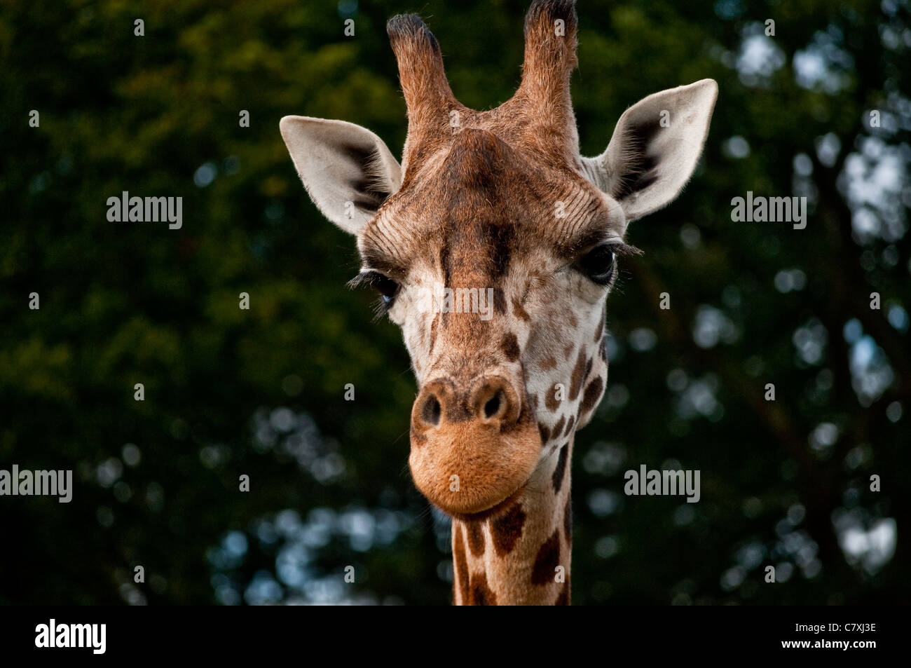 Giraffe single hi-res stock photography and images - Alamy