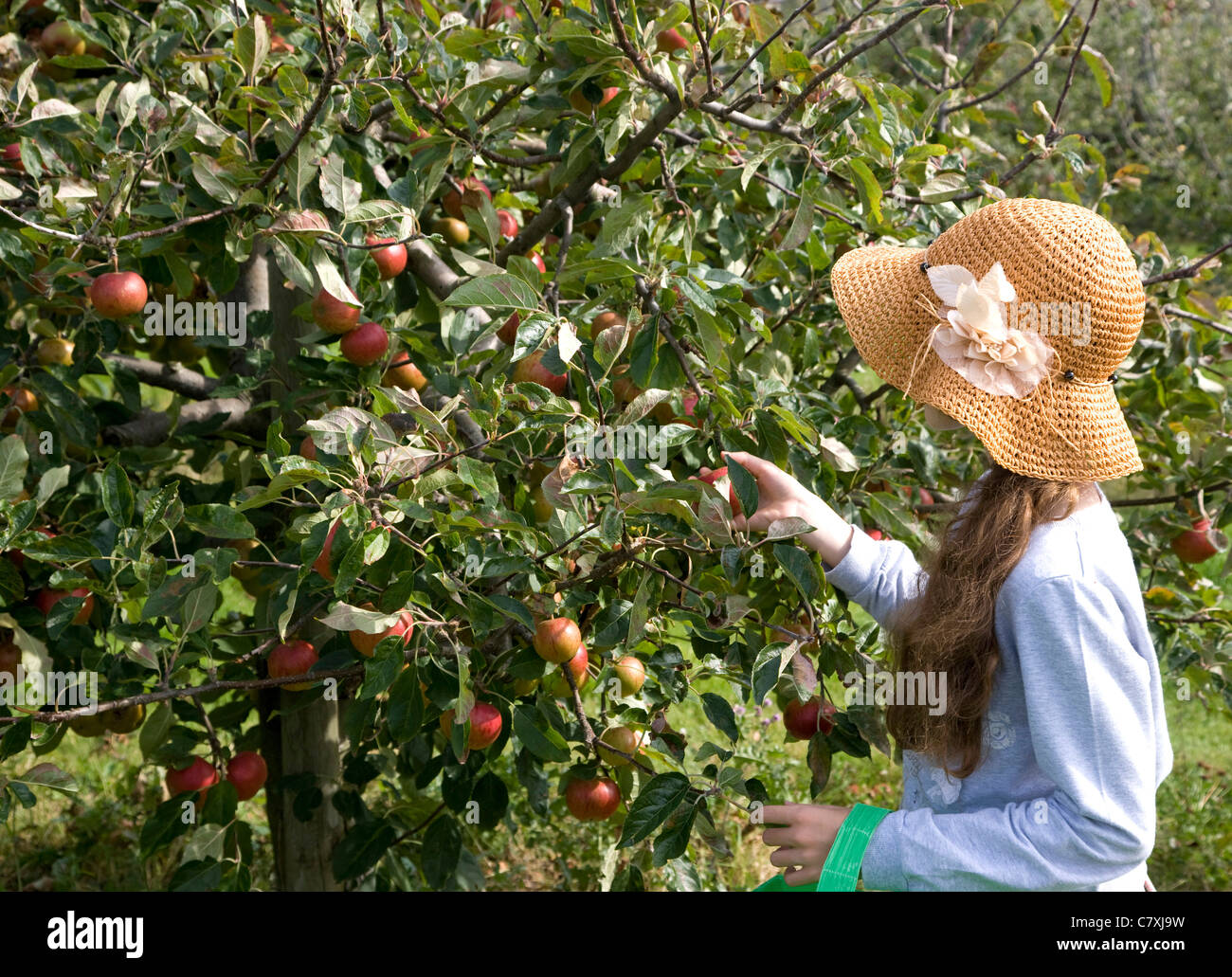 Sussex pyo hi-res stock photography and images - Alamy
