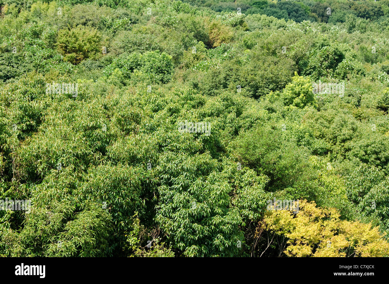 Japanese deciduous forest canopy as seen from above in summer in Osaka ...