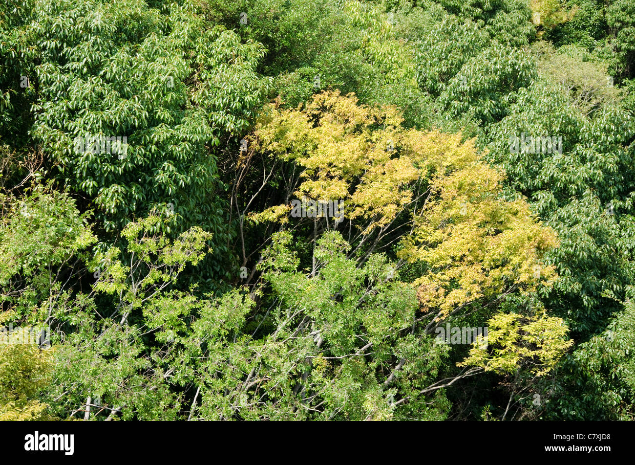 Japanese deciduous forest canopy as seen from above in summer in Osaka ...