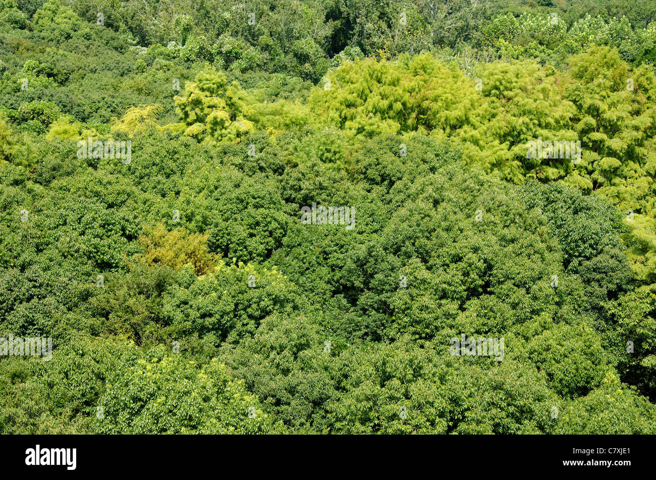 Japanese deciduous forest canopy as seen from above in summer in Osaka ...