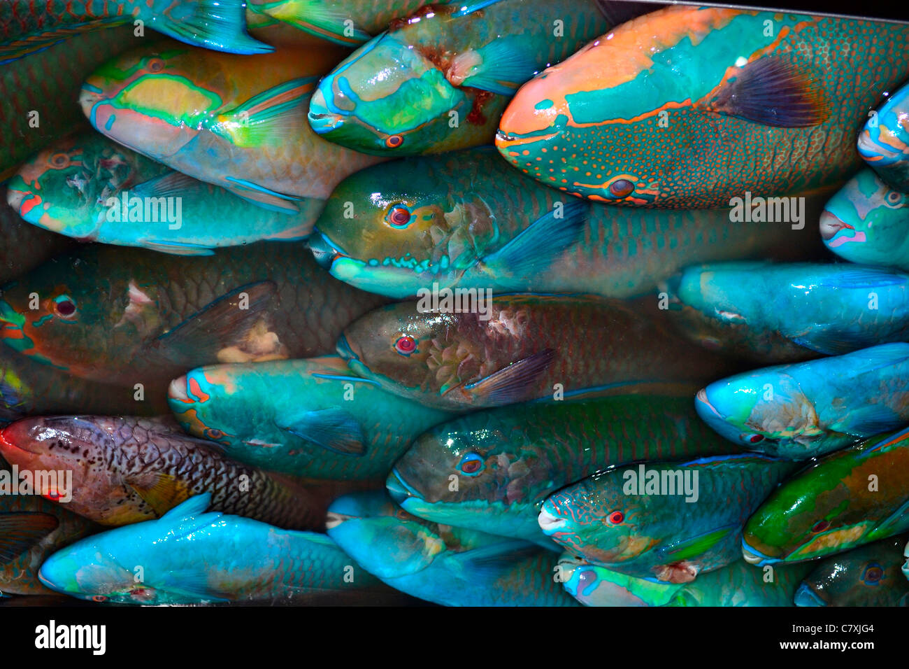 Parrotfish parrot fishes parrotfishes hi-res stock photography and ...