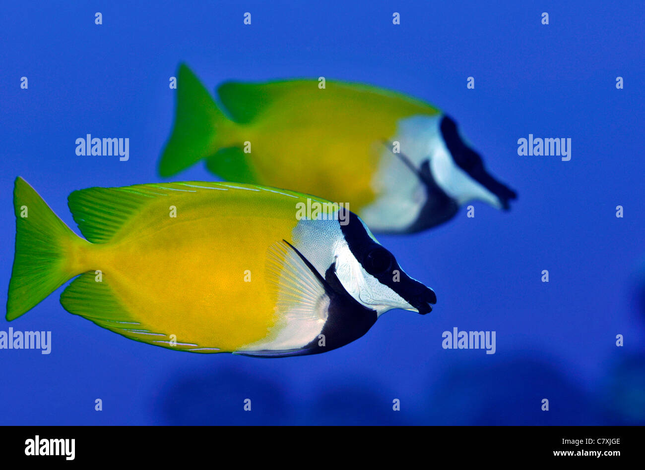 Yellow foxface rabbitfish hi-res stock photography and images - Alamy