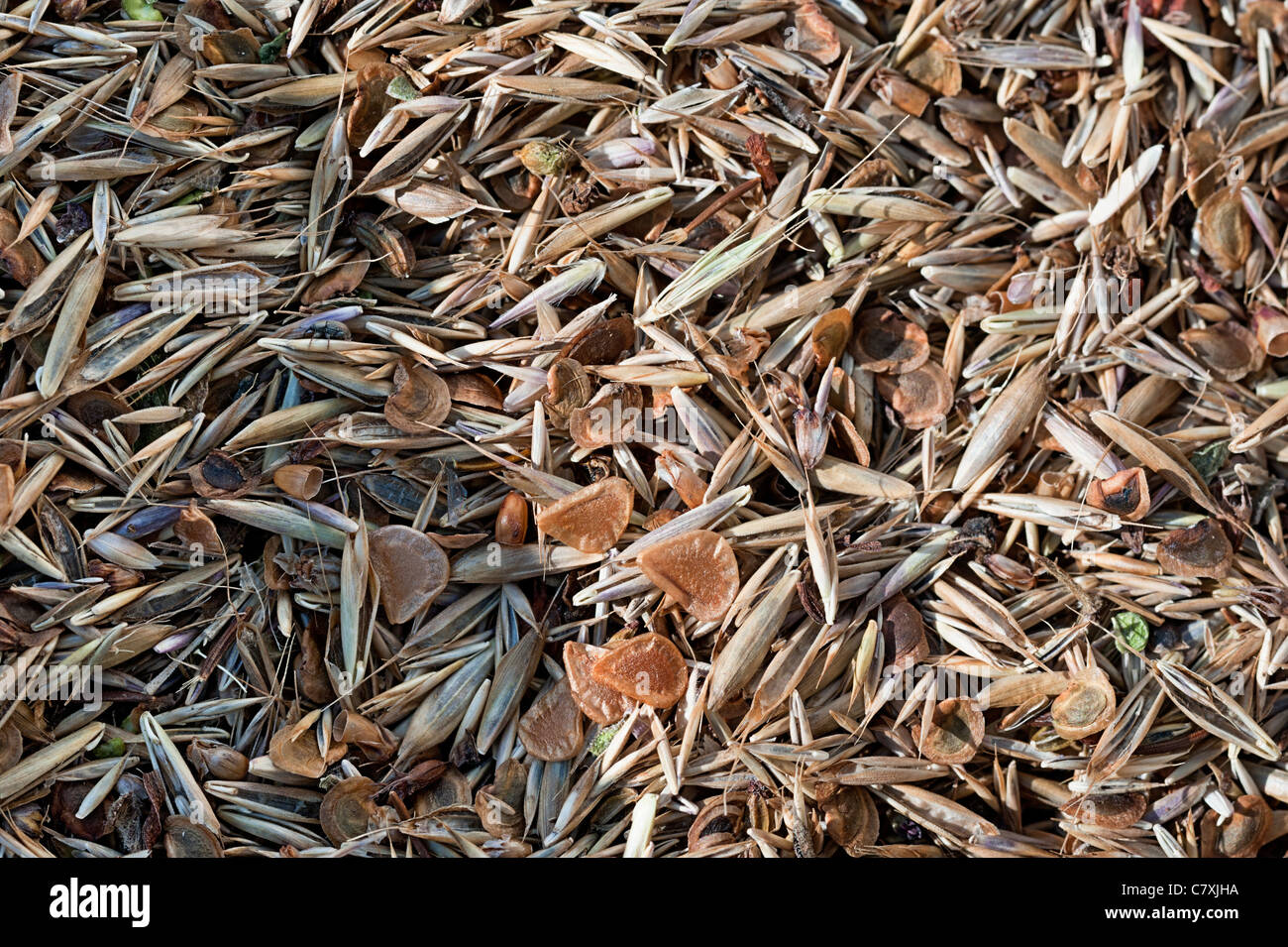 Wild flower seed harvested at North Meadow National Nature Reserve ...