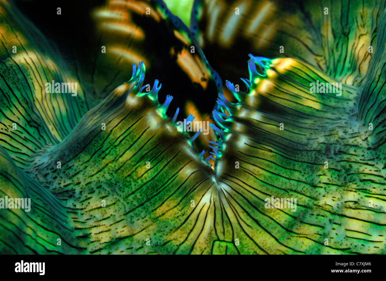 Pigmented shells hi-res stock photography and images - Alamy