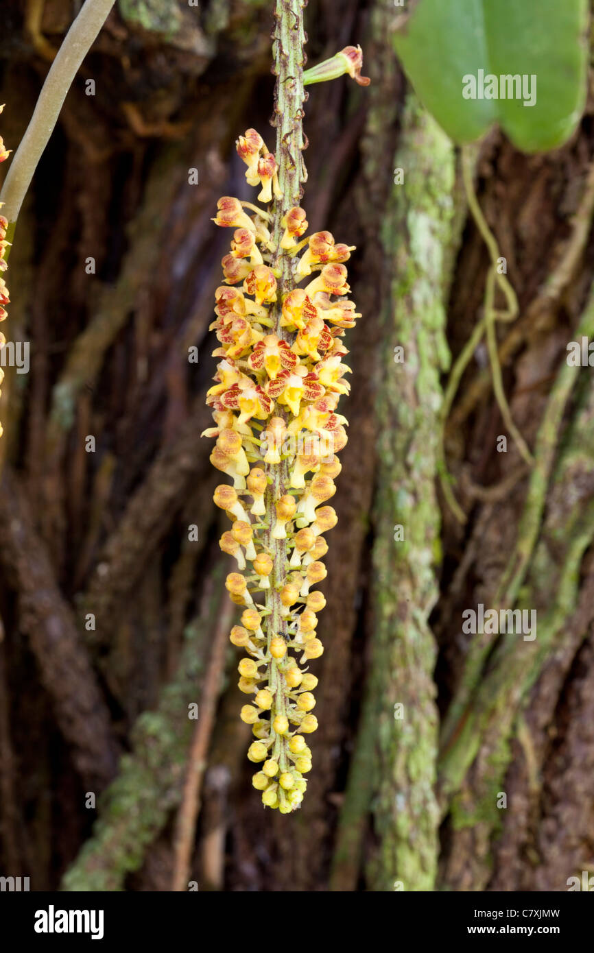 Orchid flower, Kinabatangan region, Sabah, Malaysian Borneo Stock Photo ...