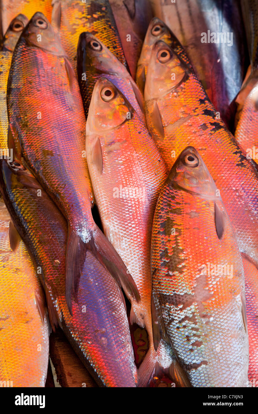 Fish for sale, Kundasang Market, Sabah, Malaysian Borneo Stock Photo ...