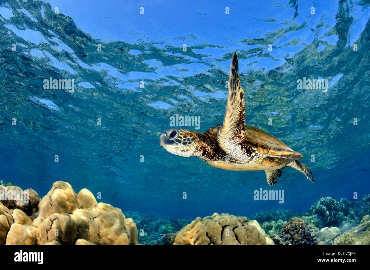 Juvenile sea turtle hi-res stock photography and images - Alamy