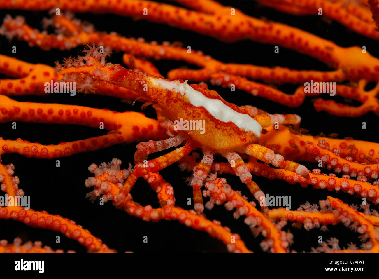 Conic Spider Crab on Gorgonia, Xenocarcinus conicus, Waigeo, Raja Ampat ...