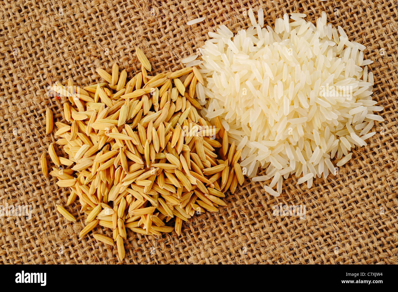 paddy and rice Stock Photo - Alamy
