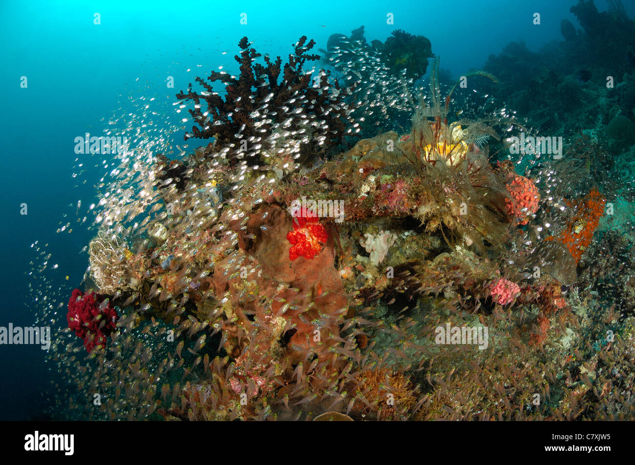 Pygmy Sweeper over Reef, Parapriacanthus ransonneti, Waigeo, Raja Ampat ...