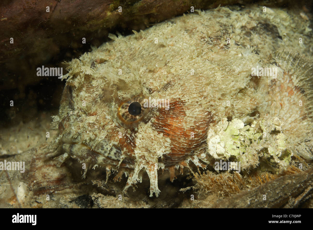 Banded Toadfish, Halophyme diemensis, Waigeo, Raja Ampat, West Papua ...